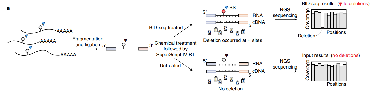 上海云序生物科技有限公司-单碱基假尿嘧啶RNA修饰测序（BID-Seq）